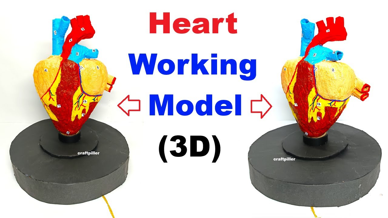 heart working model (3d) for science project exhibition - diy - craftpiller - biology project ...