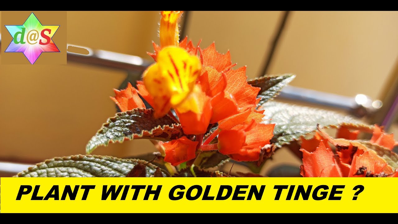 All about ALLOPLECTUS MARTIUS - YouTube