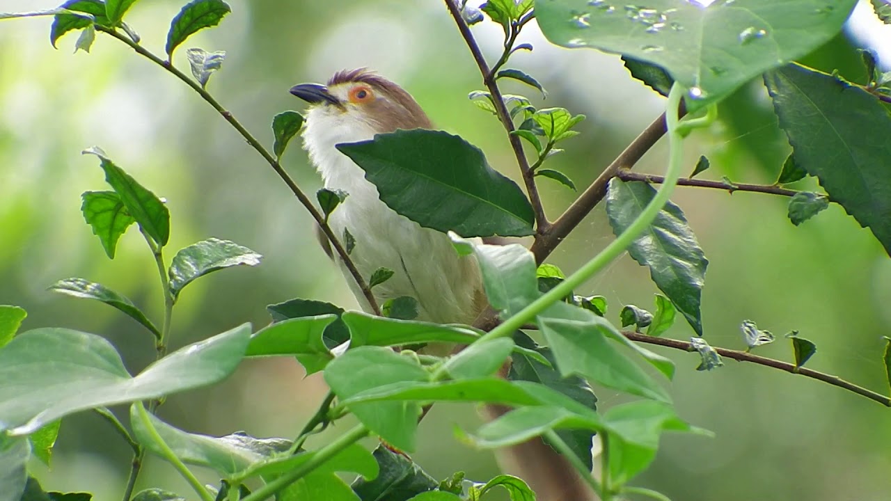 An amazing call of Yellow-eyed Babbler (Chrysomma sinense) - YouTube