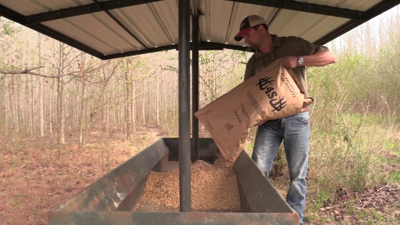 Tips for Starting a Supplement Feeding Program - YouTube