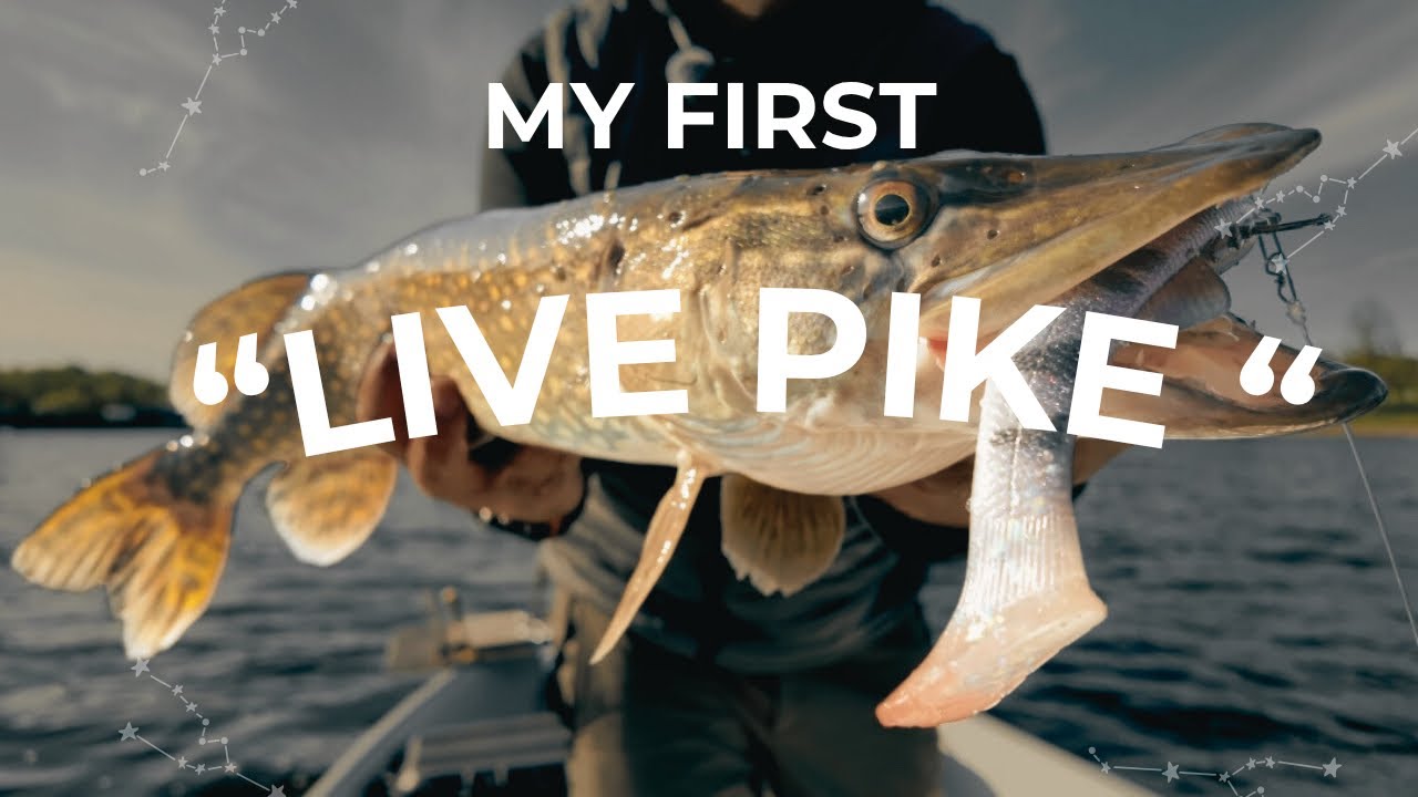 🎣 My FIRST Live Pike! 🐊 Epic Pike Fishing Action in Denmark 🇩🇰🔥 # ...