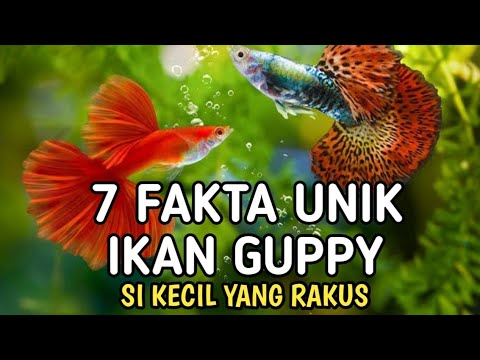 INILAH 7 FAKTA UNIK IKAN GUPPY ATAU IKAN CERE || IKAN GUPPY IKAN KECIL ...