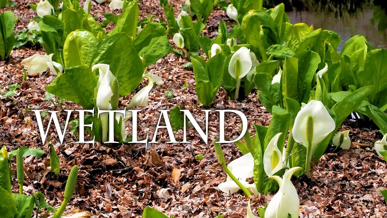 Marsh plants of Japan. Hakone Botanical Garden of Wetlands 2023 Spring ...