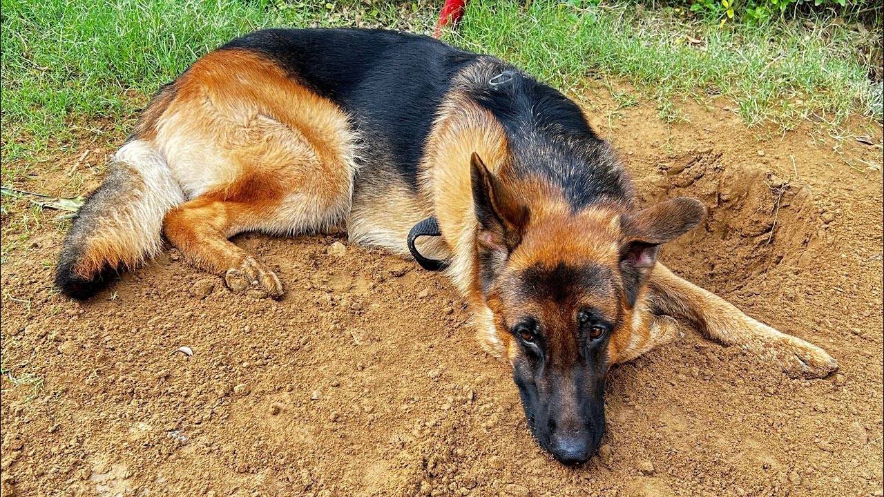 How to play with German shepherd dog? | This video will leave you with ...