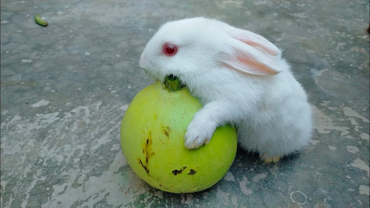 Funny Bunny Videos - YouTube