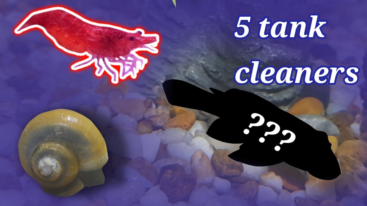 5 AMAZING tank cleaners you MUST try out! - YouTube