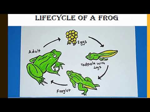 Class 5 Science Reproduction in animals Part 3 - YouTube