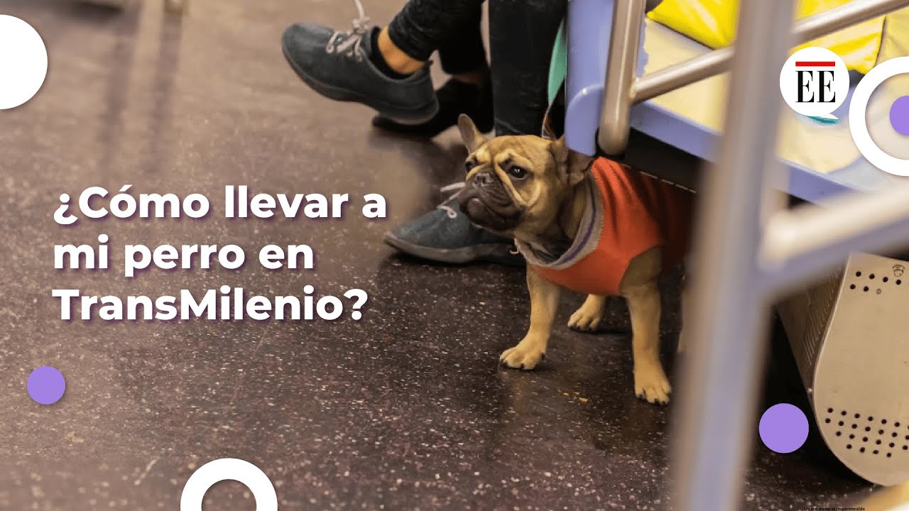 ¿Cómo llevar a mi mascota en TransMilenio? - YouTube