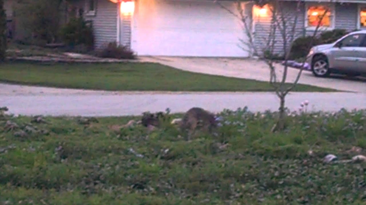 Coyote In Suburban Prairie Yard - YouTube