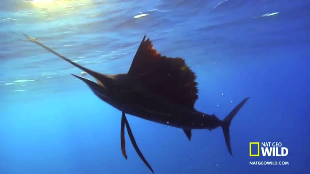 Secrets of the Deep Blue: Sailfish - YouTube
