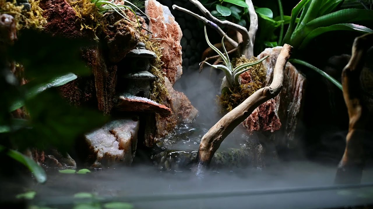 Betta Fish Paludarium - YouTube