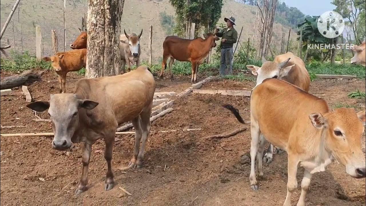 hnub no rov mus saib nyuj dua 8 4 2024 - YouTube