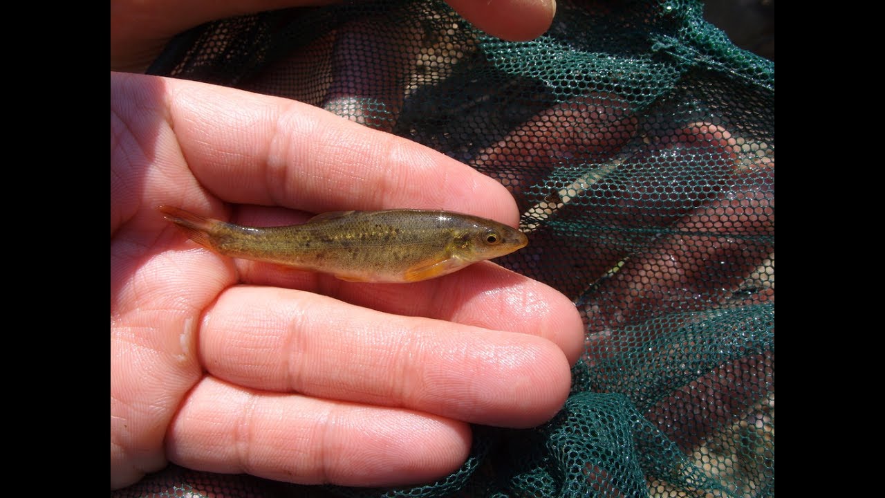 Smallest Fish In The World Ever Caught