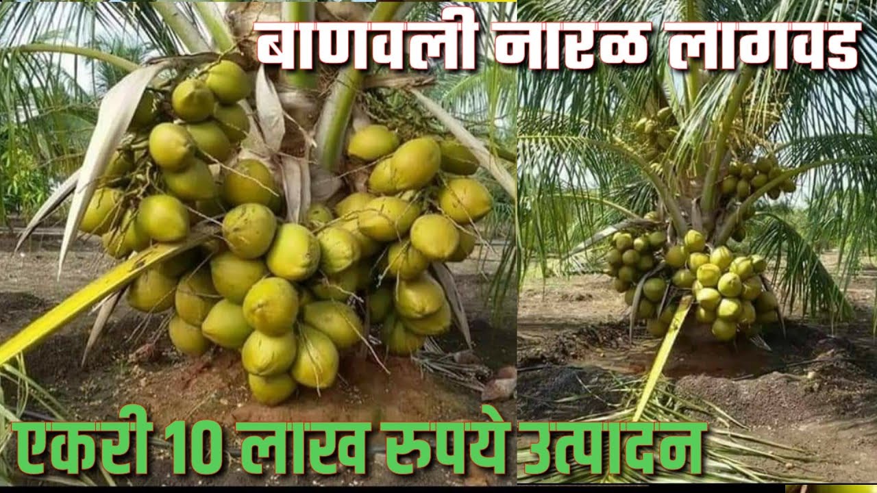 बाणवली व्हरायटी नारळ लागवड माहिती // naral lagwad mahiti // banavali ...