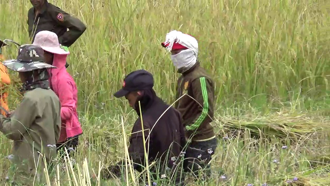 Hlua nkauj hlua nraug Hlai nplej - YouTube