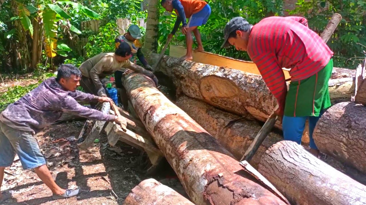 Extreme! Skilled timber workers hauling logs to the sawmill. amazing ...