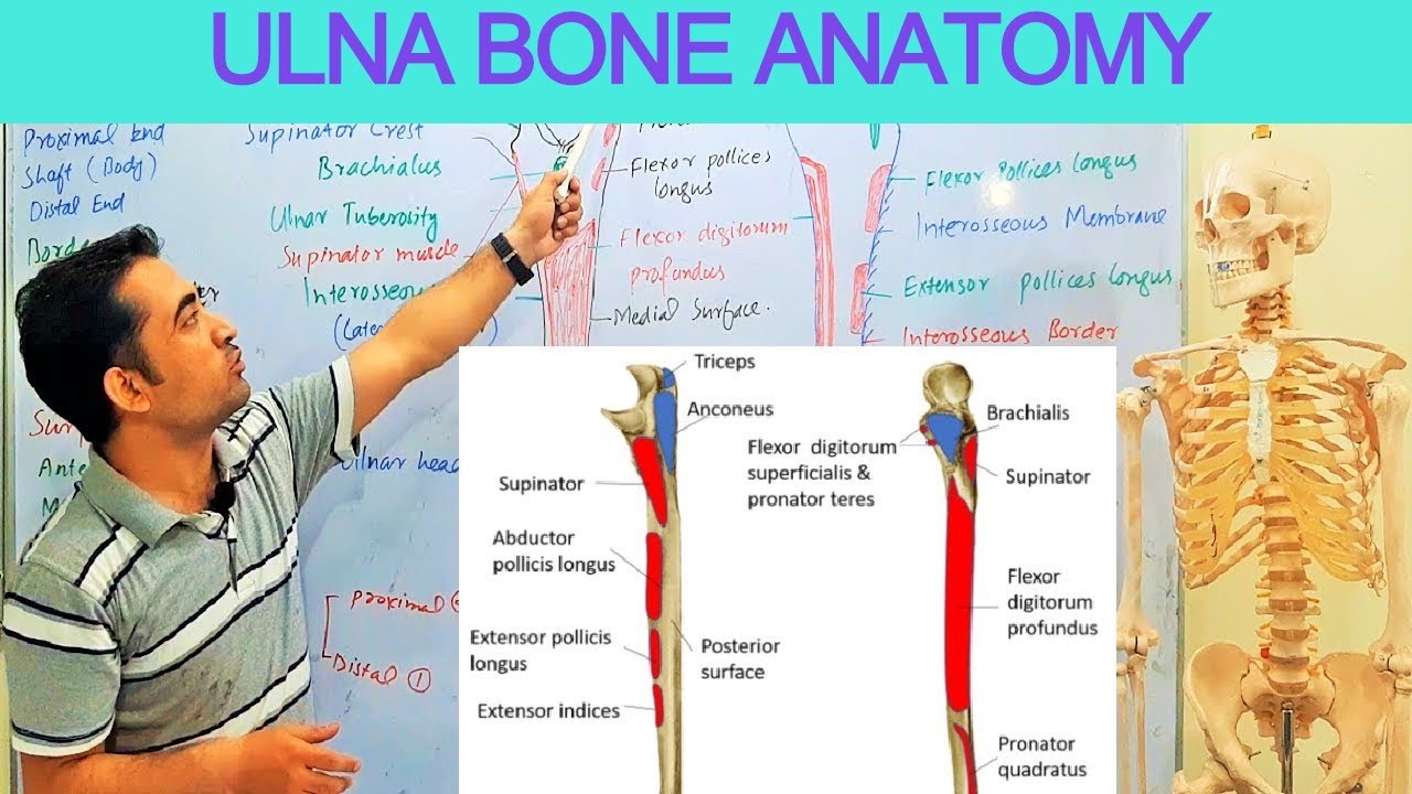 Anatomy of ulna bone (forearm bone), it surfaces, borders, parts ...