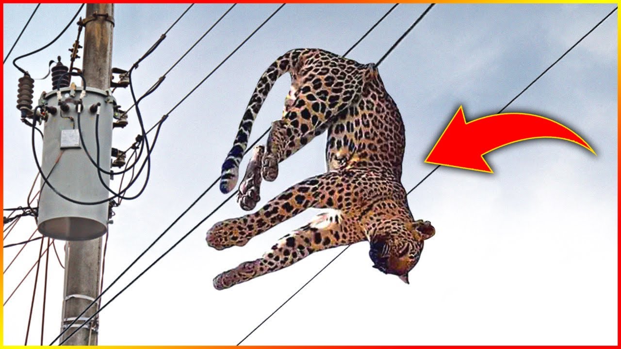 Top 10 Insane Moments Animals Get Electrocuted - YouTube