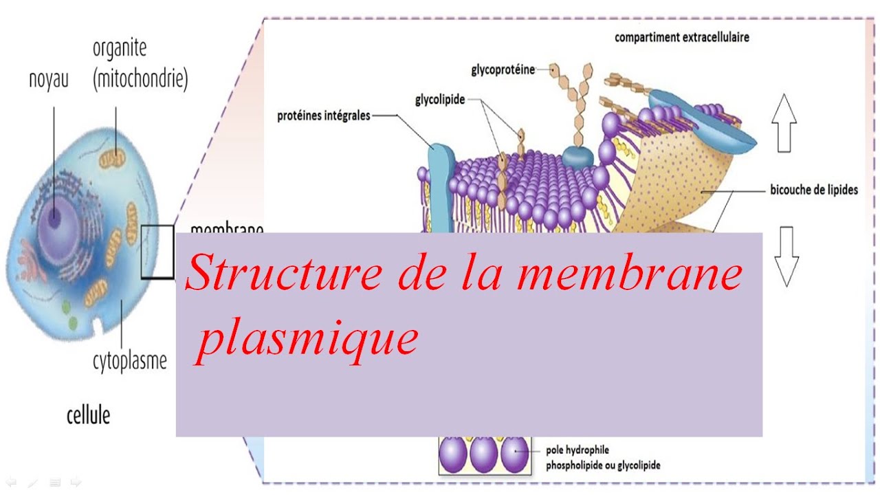 la membrane plasmique des cellules eucaryotes - YouTube