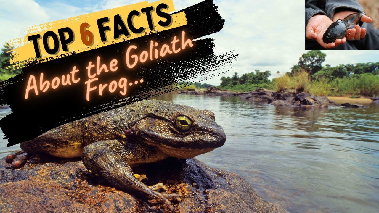 Facts About the Goliath Frog - YouTube