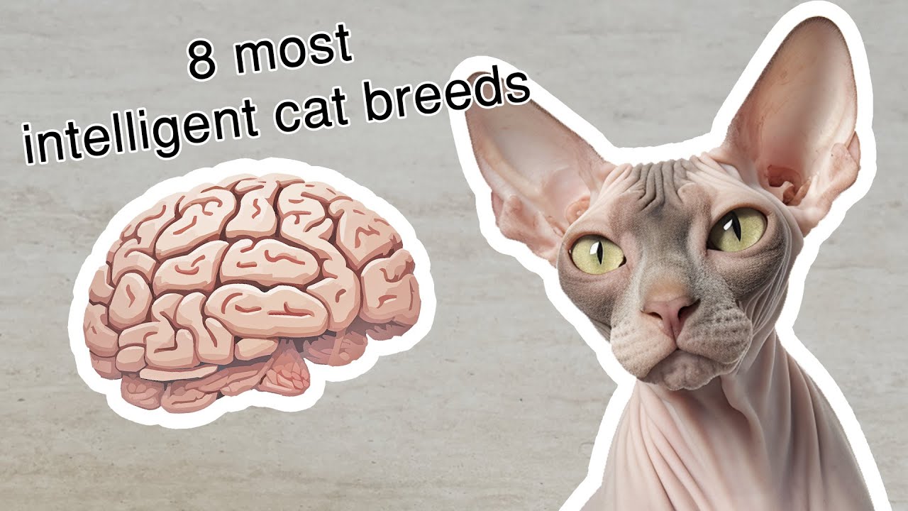 Meet 8 most intelligent cat breeds in the world - YouTube