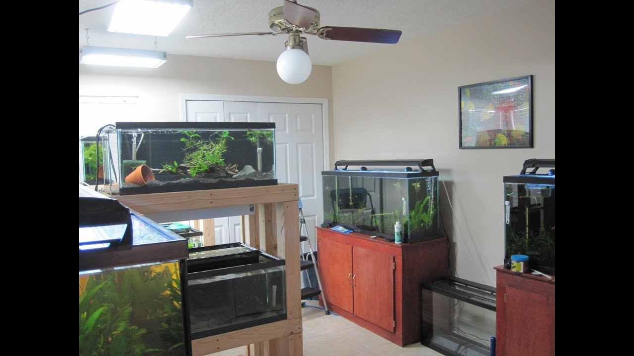 Fish Room Tour - YouTube