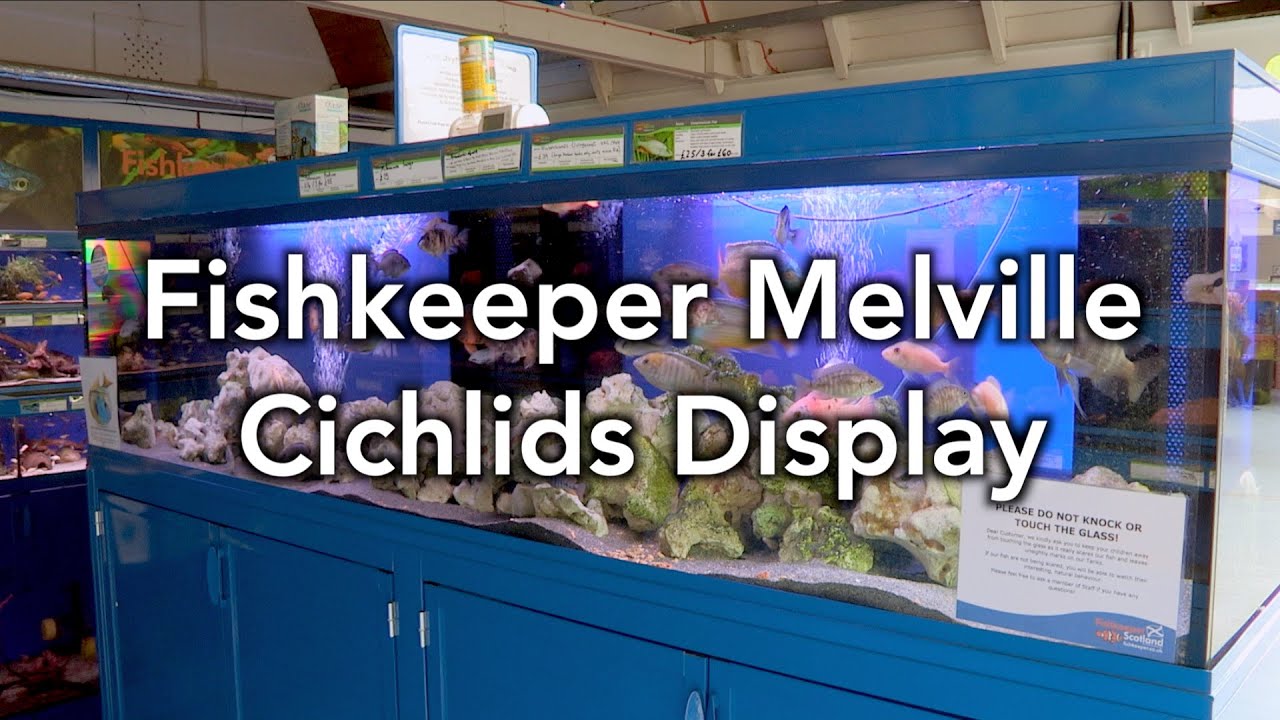 Tank of the Month - Fishkeeper Melville Cichlids Display - YouTube