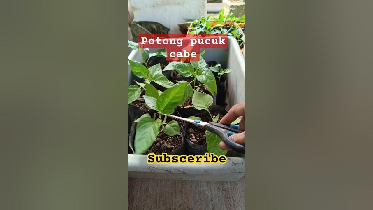 Potong Pucuk Cabe Usia 30 Hst Shorts Youtube