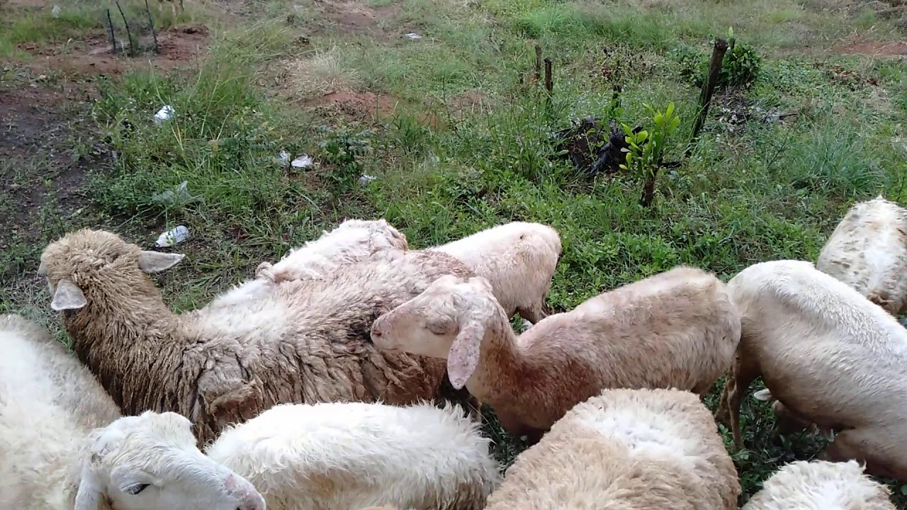 Gembala Domba saat hujan lebat - YouTube