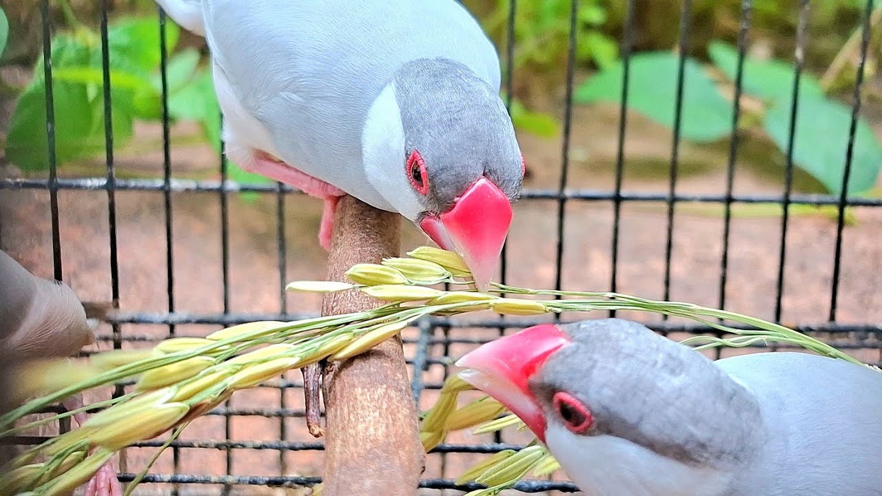Java sparrows singing sound: java sparrows sing so sweet and funny ...