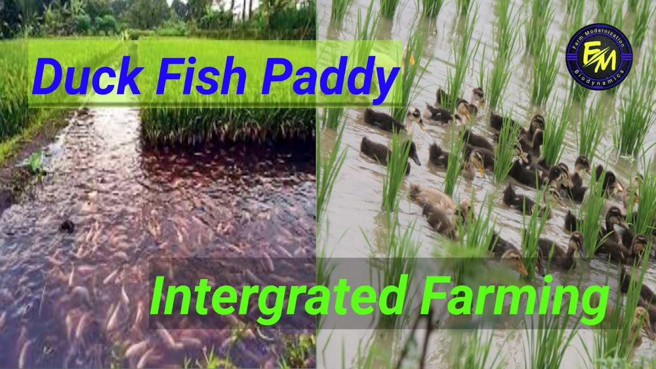 How to Prepare Duck-Fish-Paddy Integrated Farm | Sustainable Farming ...