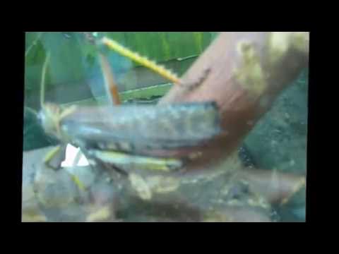 Найди таракана! Удивительный мир насекомых! - YouTube