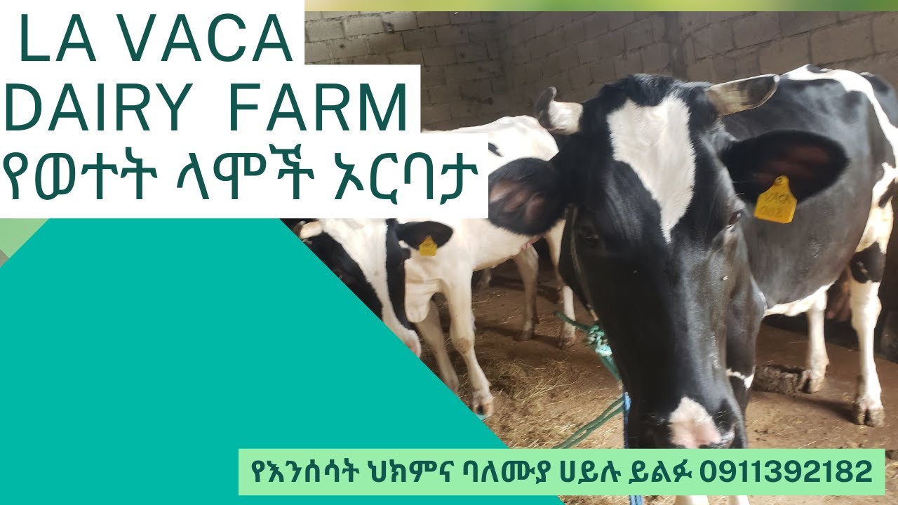 La vaca Dairy farm የወተት ላሞች ኦርባታ - YouTube