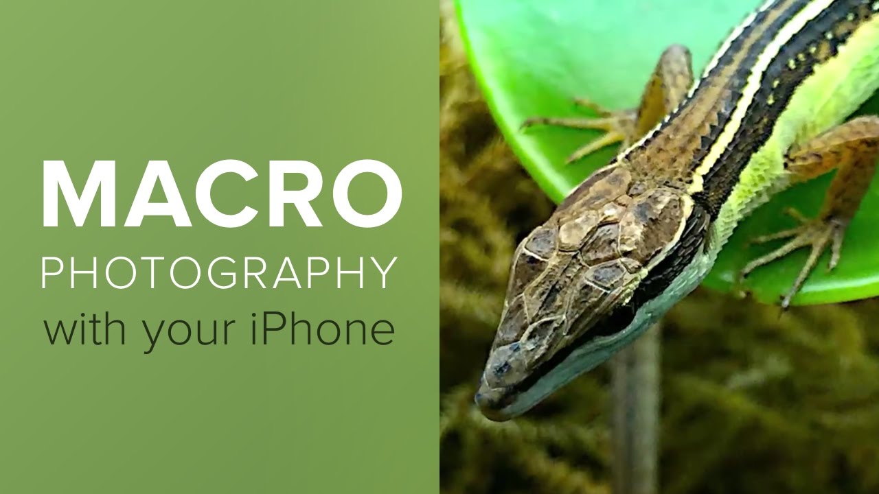 How To Shoot Close-Up and Macro Photography With Your iPhone - YouTube
