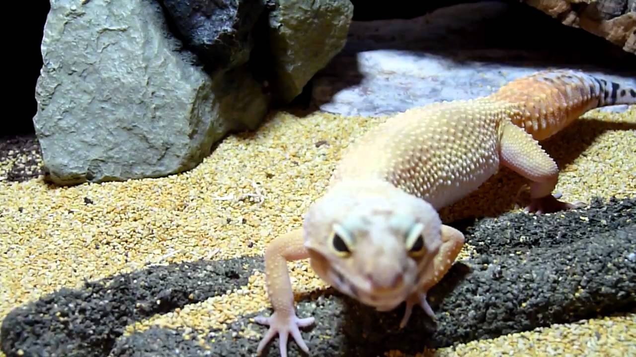 Leopard gecko Yawning - YouTube