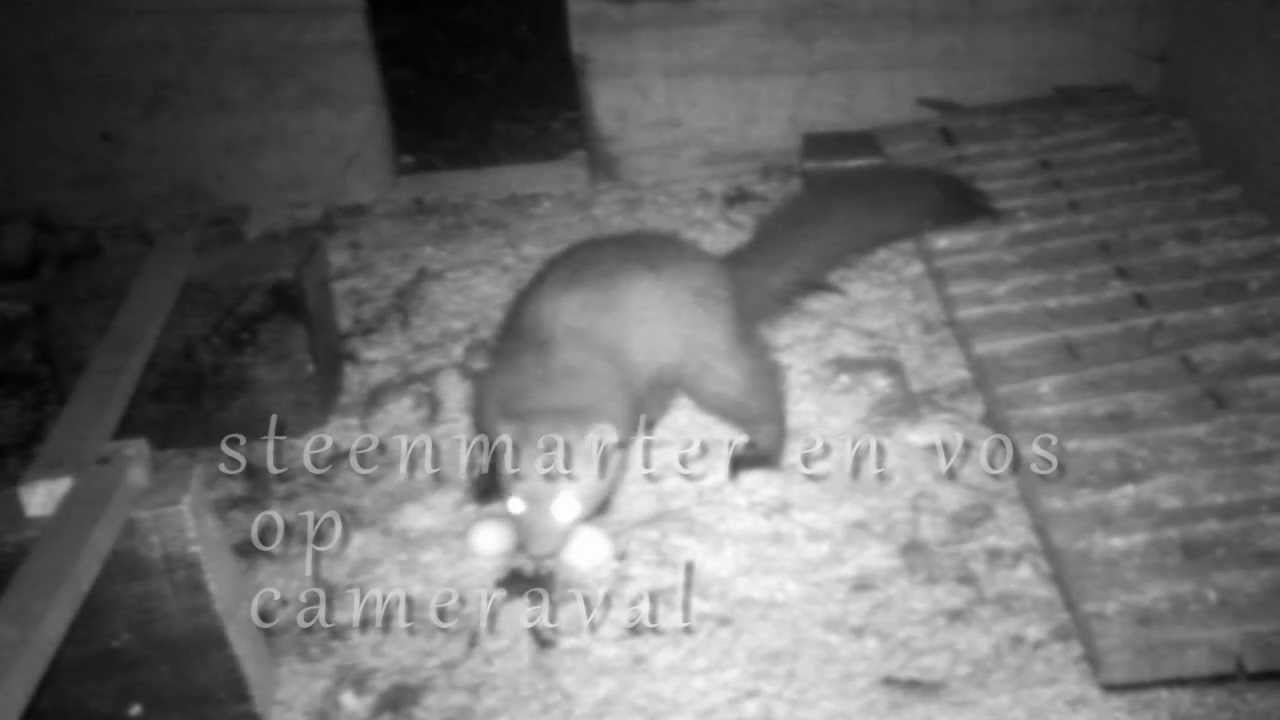 steenmarter en vos op cameraval - YouTube