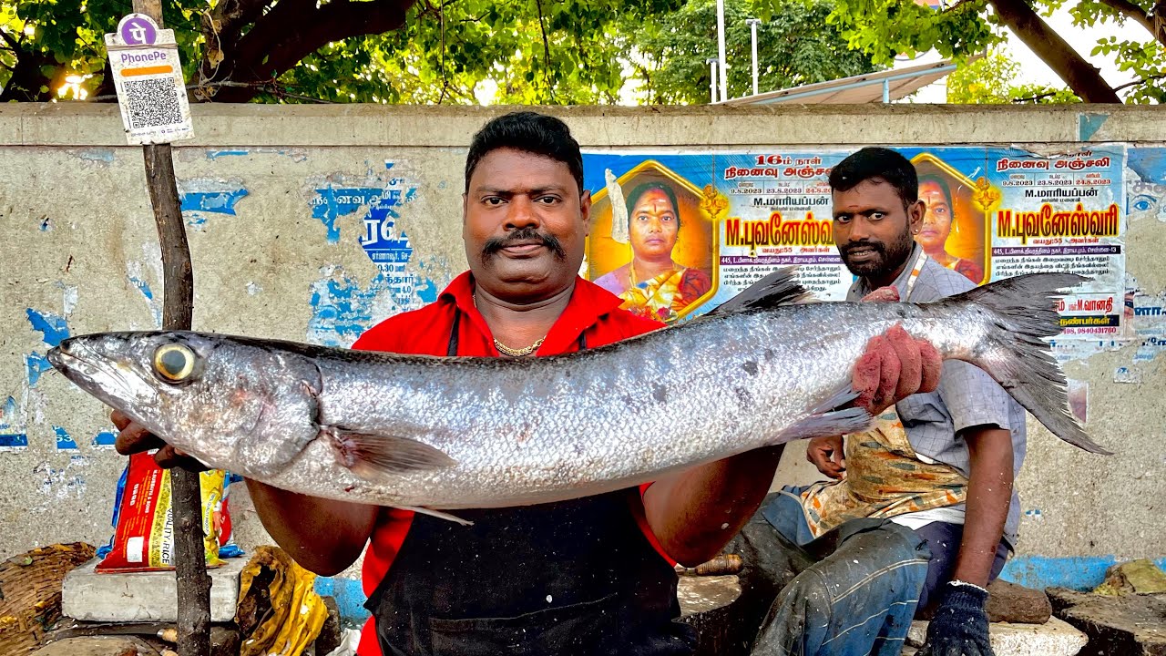 SHEELA FISH 🐟||KASIMEDU SPEED SELVAM ⚔️🔥||KASIMEDU FISH MARKET 🌊⛱️ ...