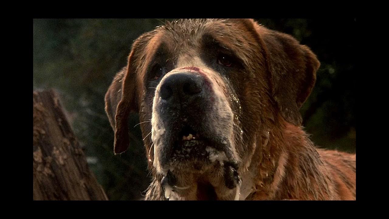Stephen King's Cujo Gets a Chilling Netflix Makeover You Can't Miss ...