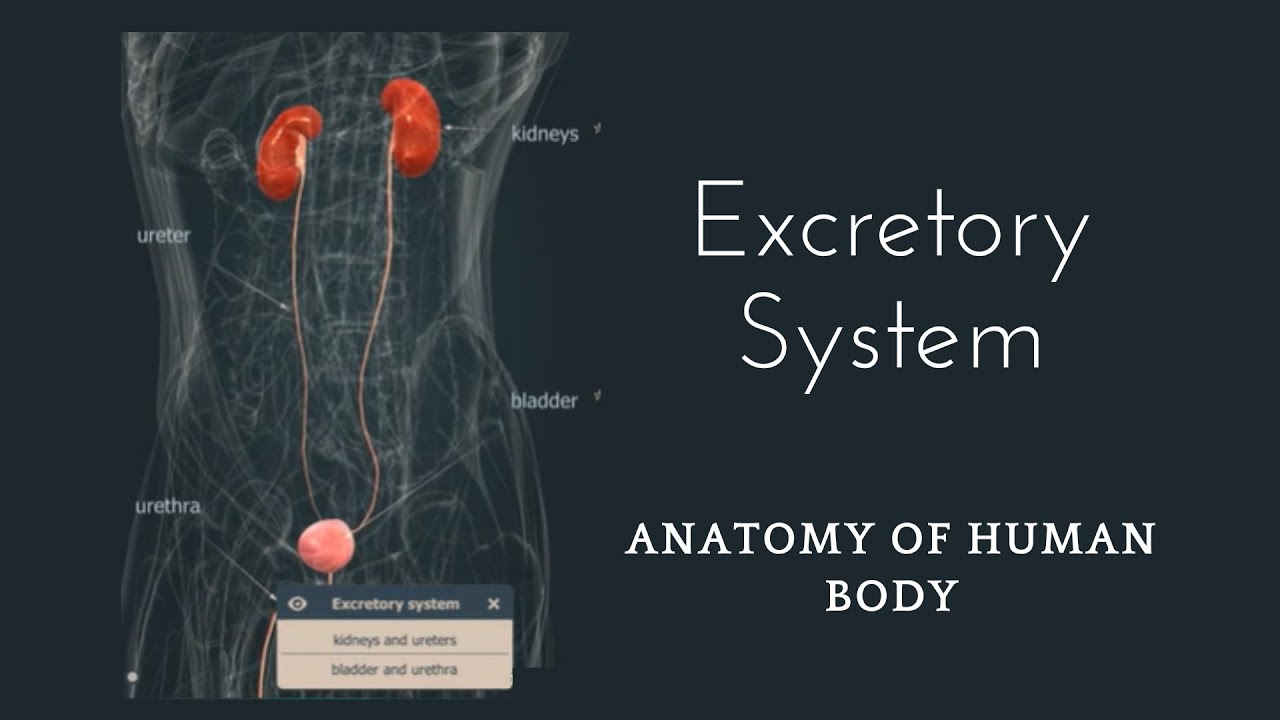 Excretory System. Anatomy of Human Body. Teachers' Approved. For ...