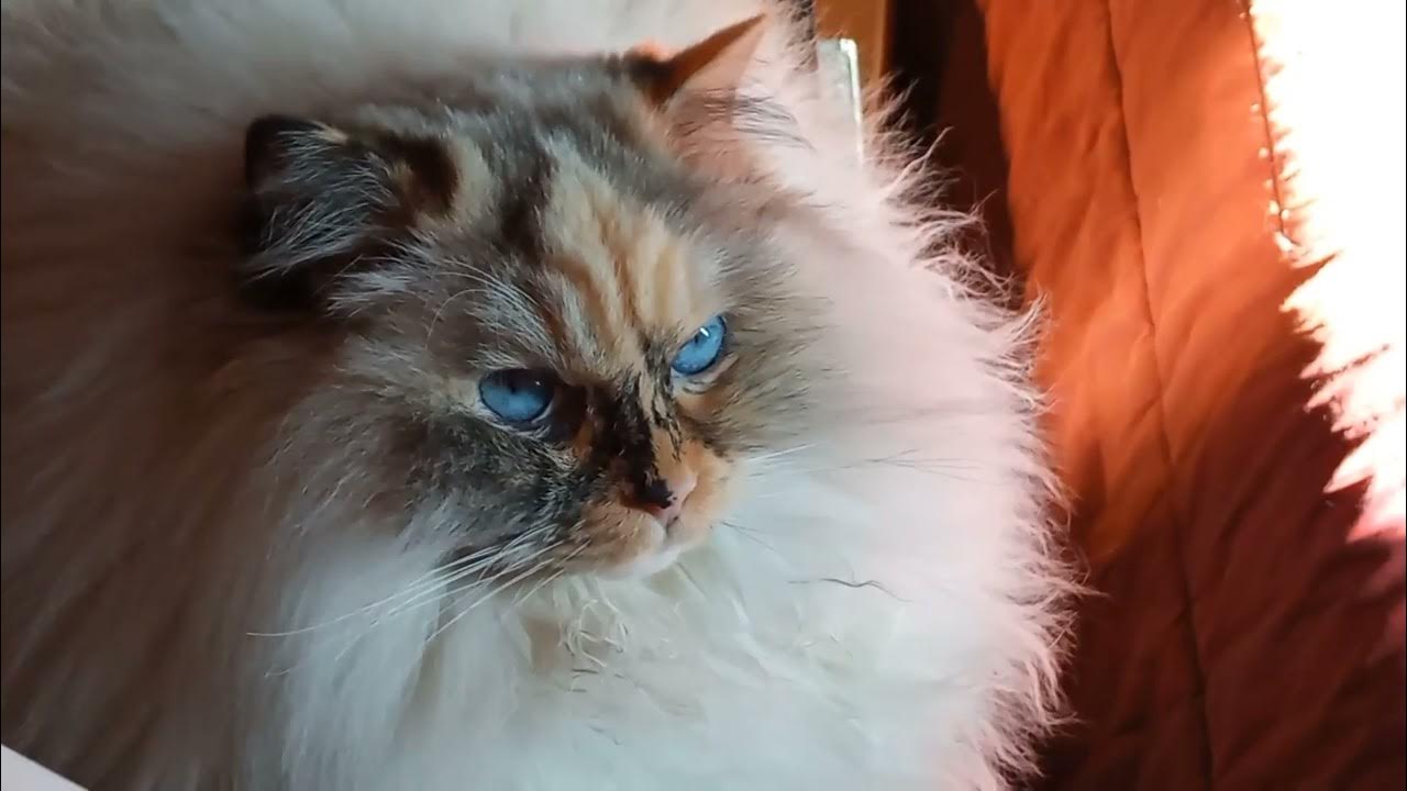 Another big cat Loaf. Ragdoll cat Leda 💜 - YouTube