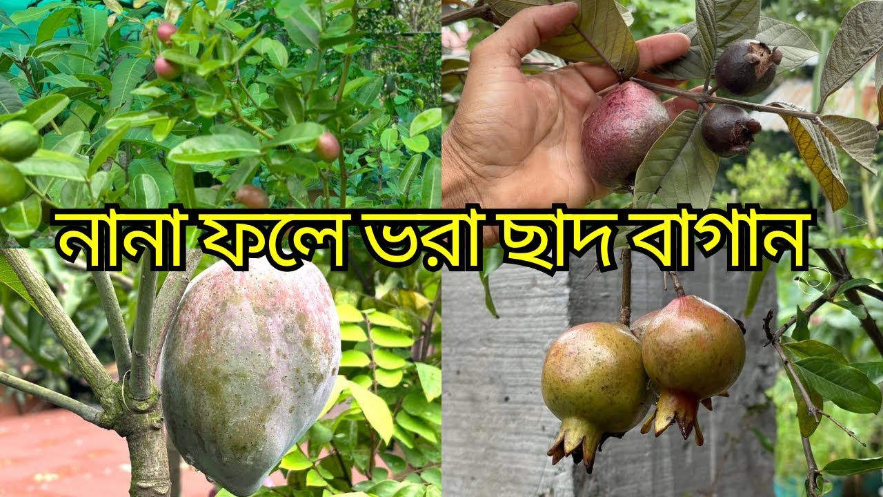 ছাদ বাগানের চারিদিকে শুধু ফল আর ফল বরুনদার বাগানে | Roof Garden in ...