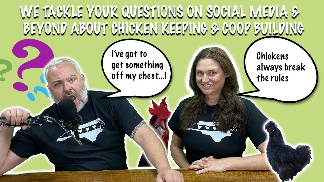 Video Chicken Live: We Answer Your Burning Questions on Social Media ...