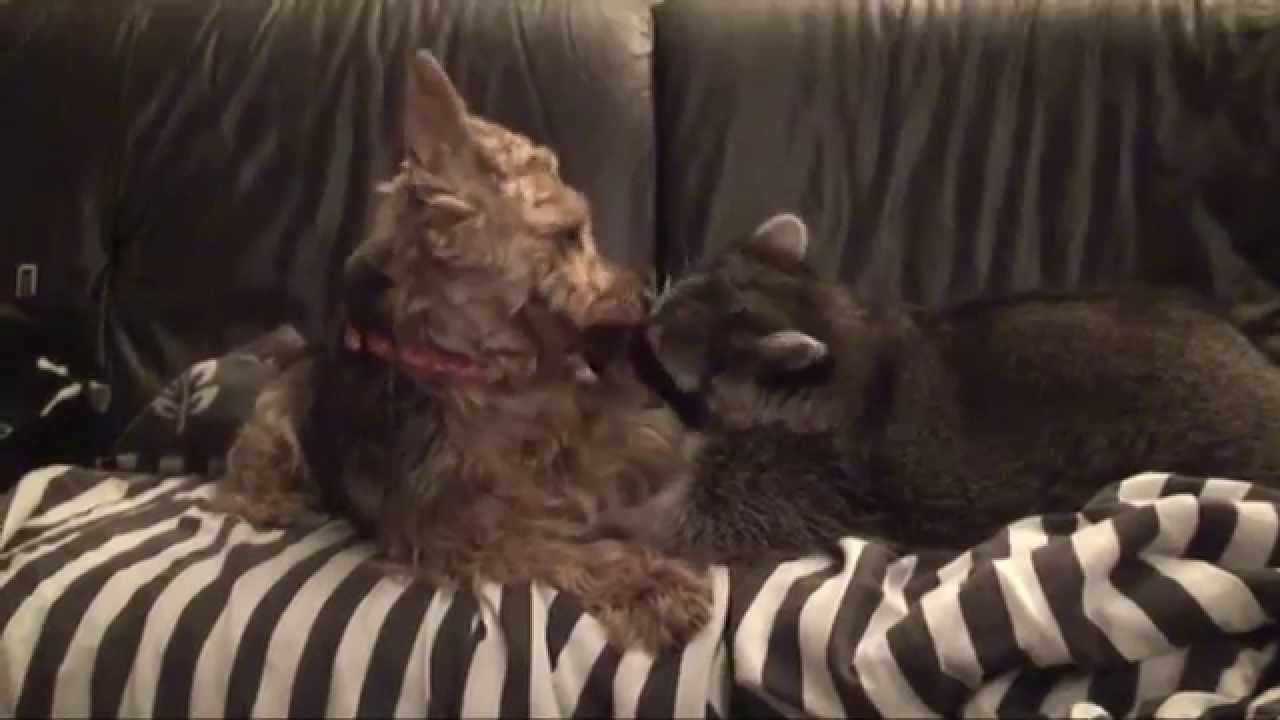 Elmo and Tony Stewart the Spider Pig - YouTube