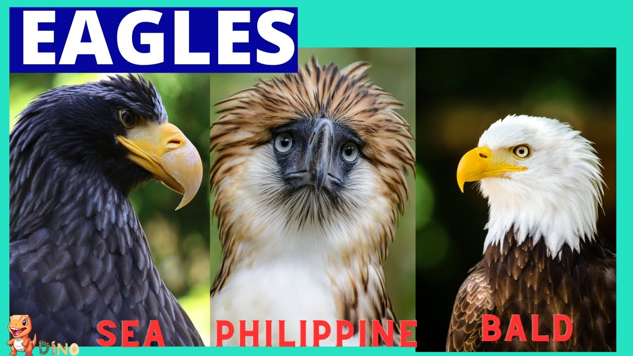 Discover the Many Types of Eagles! - YouTube