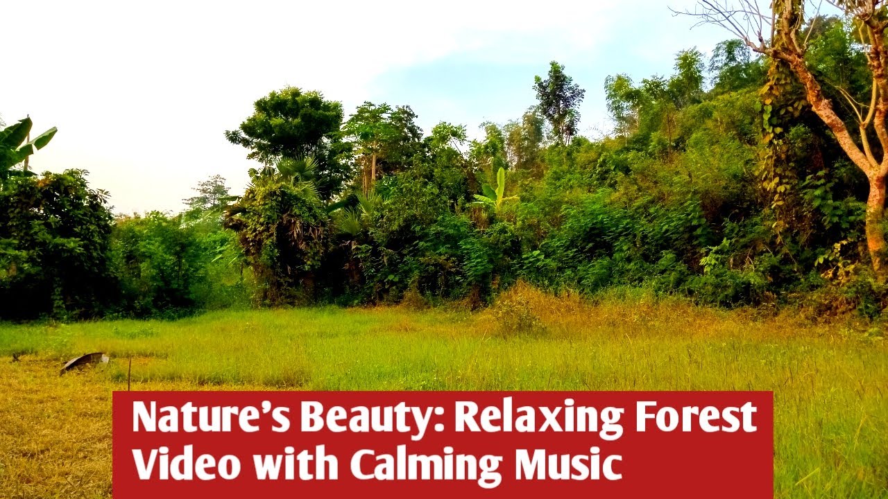 Nature's Beauty: Relaxing Forest Video with Calming Music - Forest ...