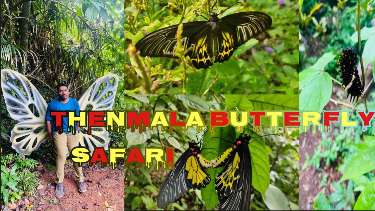 Thenmala butterfly safari | Thenmala ecotourism | kerala vaala athmi ...