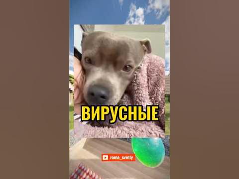 ВИРУСНЫЕ ВИДЕО / Игрушка воняет 🦨 - YouTube