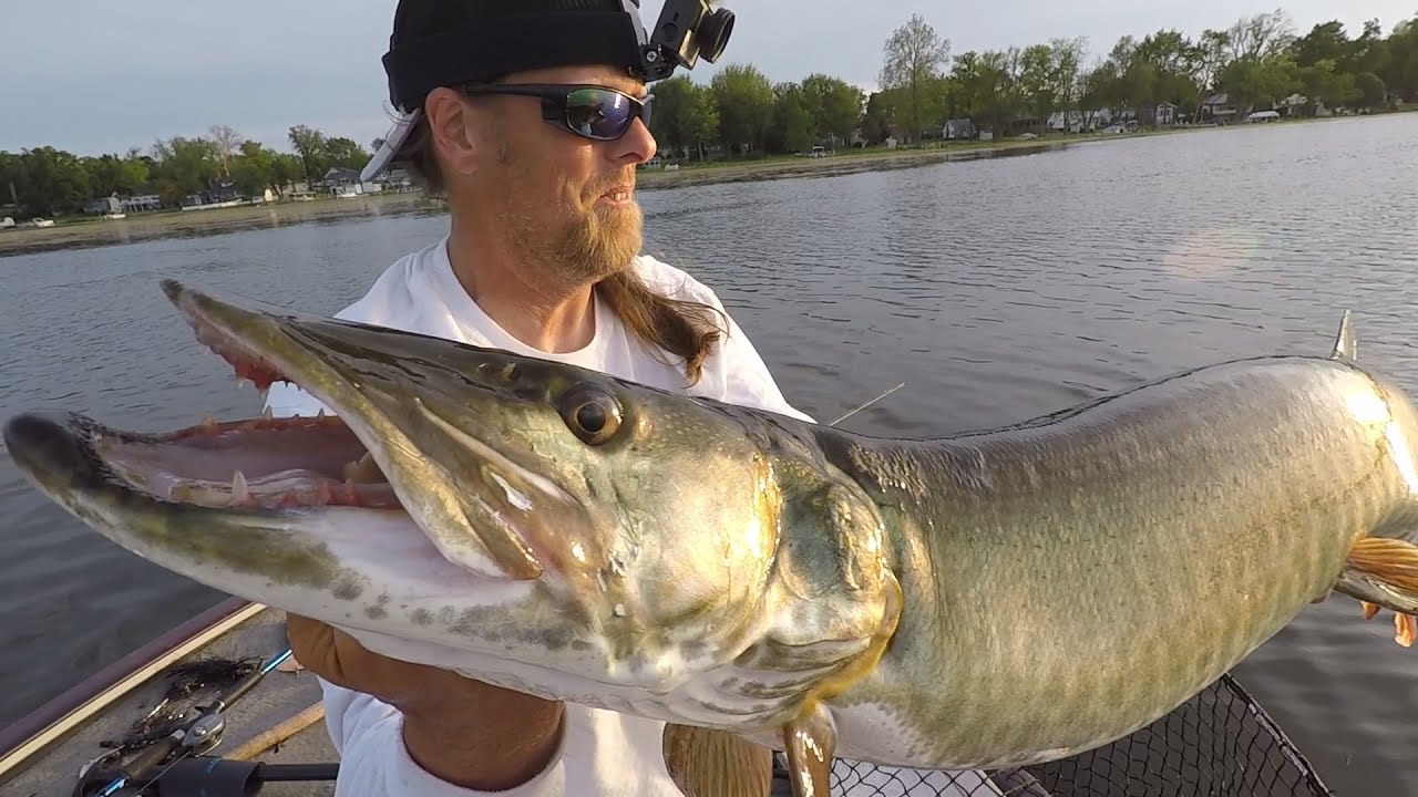 Intense Feeding Window! 3 Muskies in 45 minutes all on the figure 8 ...