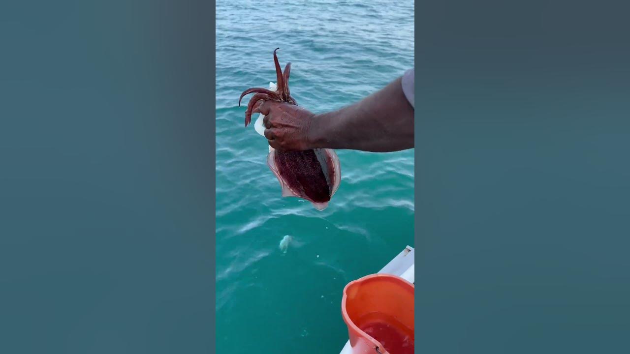 В Чем опасность Кальмара? #каракатица #кальмар - YouTube