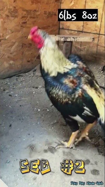 Qaib Thaib x Pama Update - YouTube